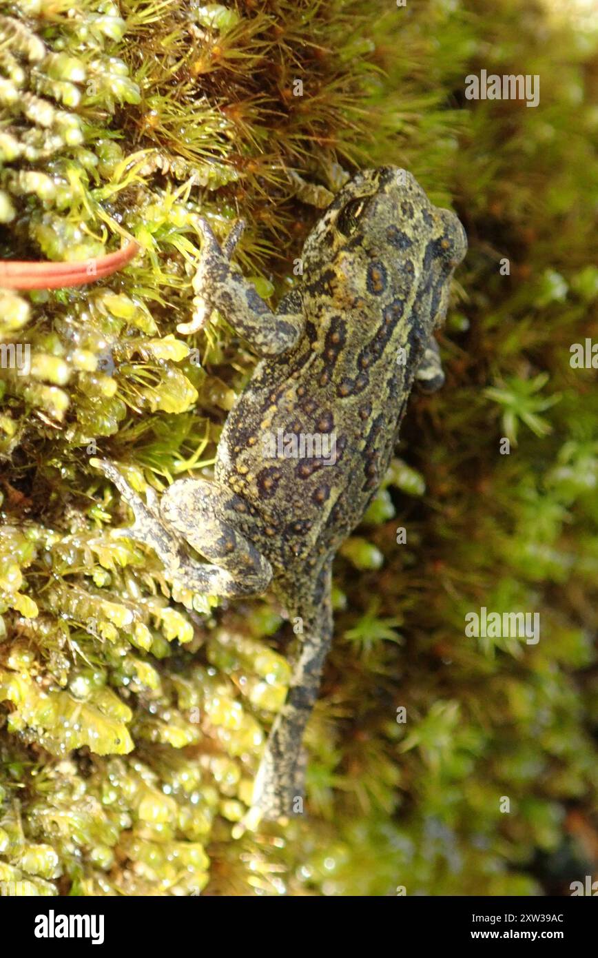 Western Toad (Anaxyrus boreas) Amphibia Stock Photo - Alamy