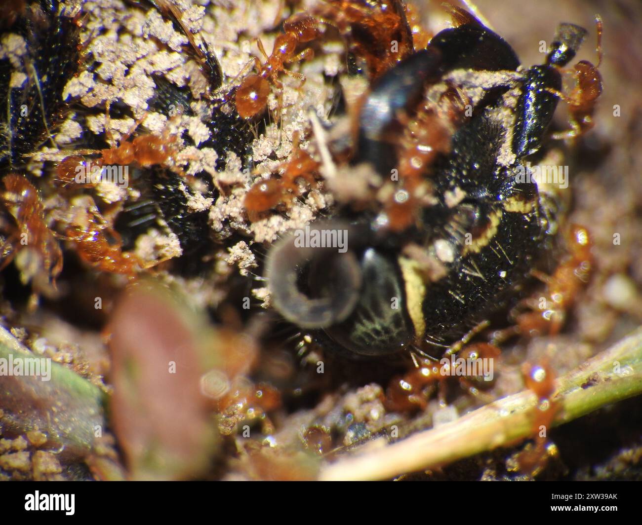 Solenopsis Fire Ants and Thief Ants (Solenopsis) Insecta Stock Photo ...
