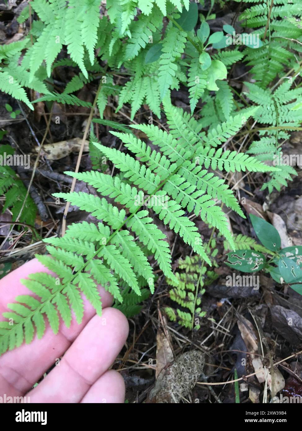 southern lady fern (Athyrium asplenioides) Plantae Stock Photo - Alamy