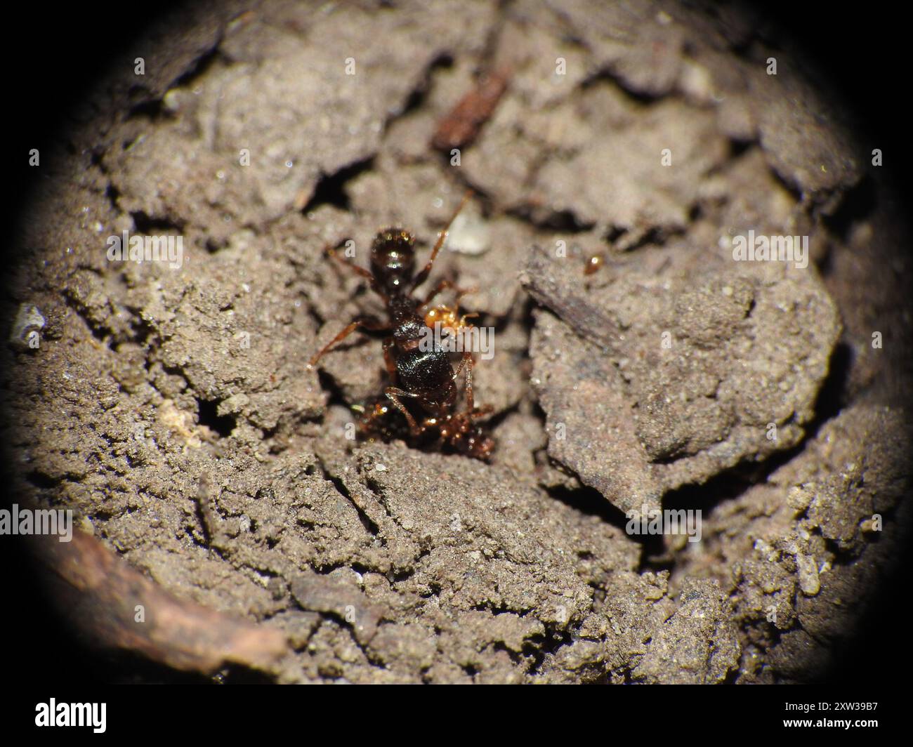 Pavement Ants (Tetramorium caespitum) Insecta Stock Photo - Alamy