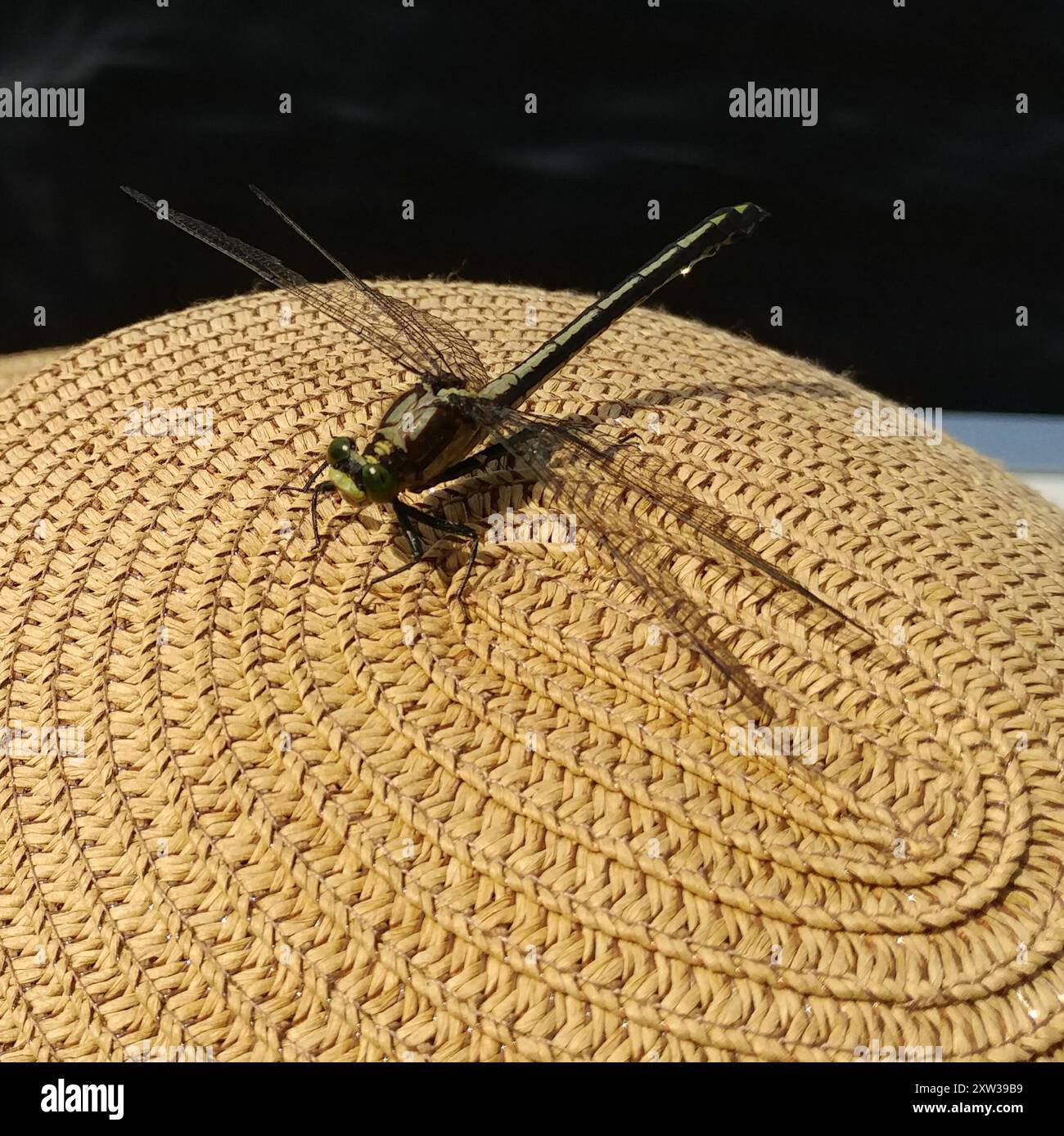 Black-shouldered Spinyleg (Dromogomphus spinosus) Insecta Stock Photo ...