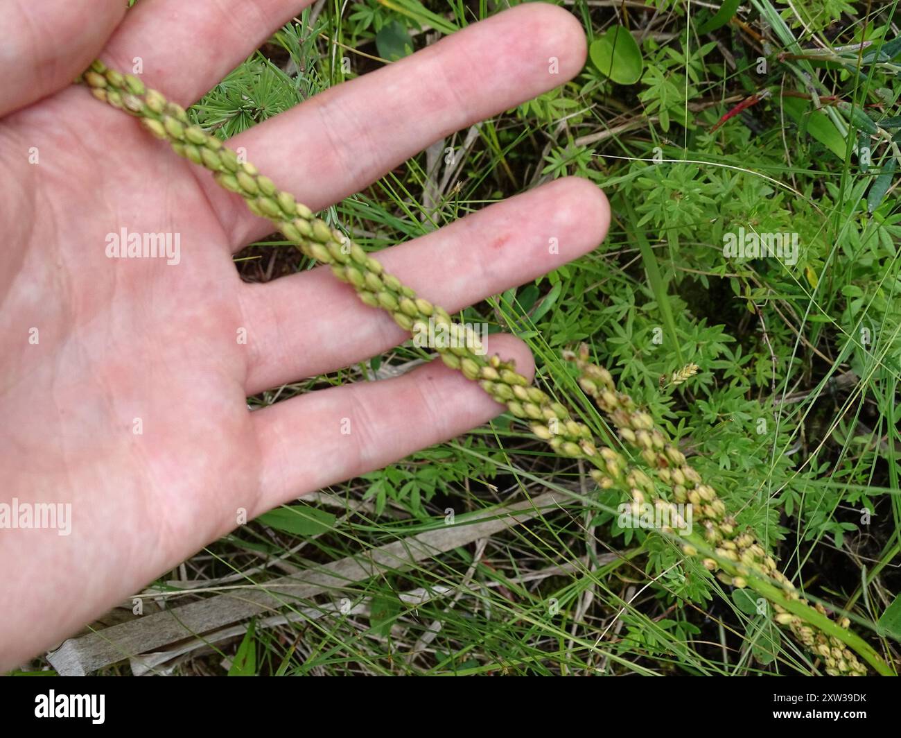 common arrowgrass (Triglochin maritima) Plantae Stock Photo - Alamy