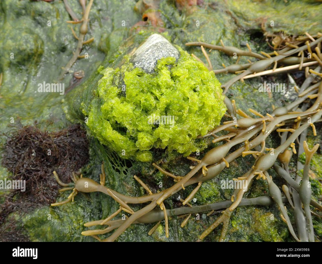 Ulvophycean green algae (Ulvophyceae) Plantae Stock Photo - Alamy