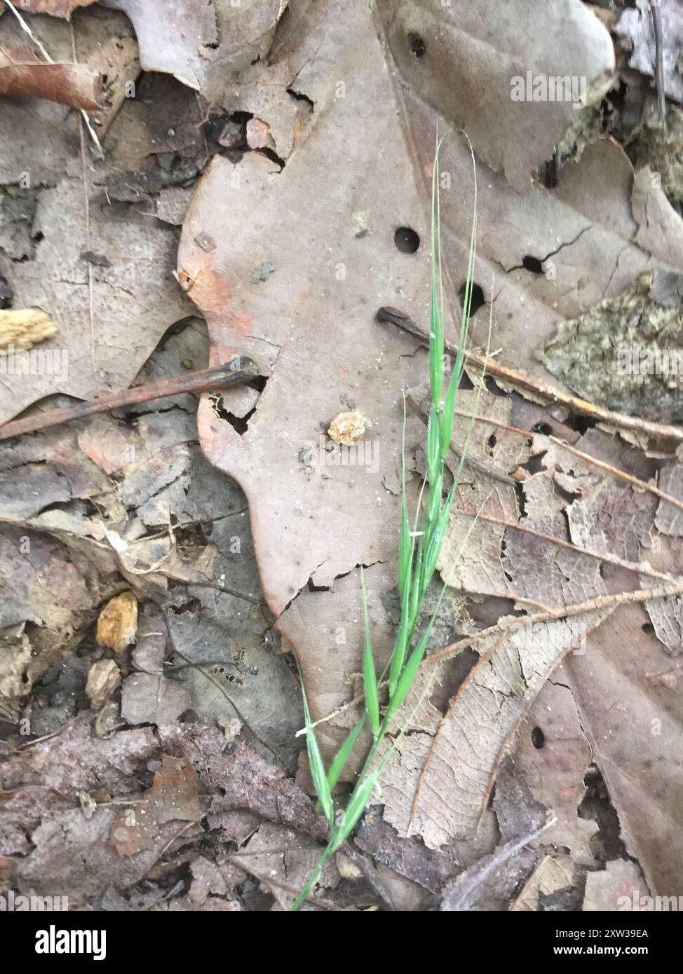 Long-awned Wood Grass (Brachyelytrum erectum) Plantae Stock Photo - Alamy