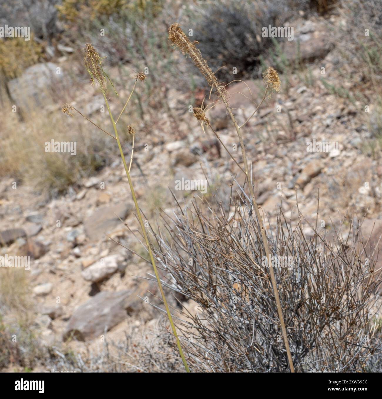 Panamint Prince's Plume (Stanleya elata) Plantae Stock Photo - Alamy