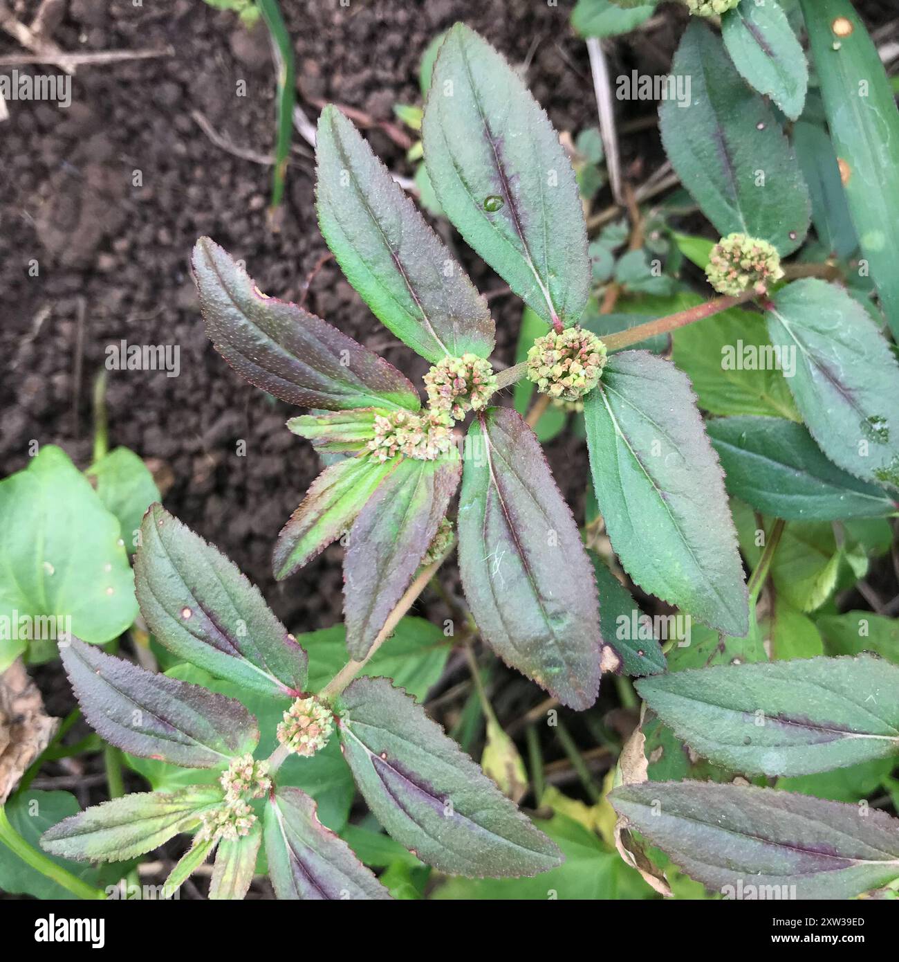 Asthma plant (Euphorbia hirta) Plantae Stock Photo - Alamy