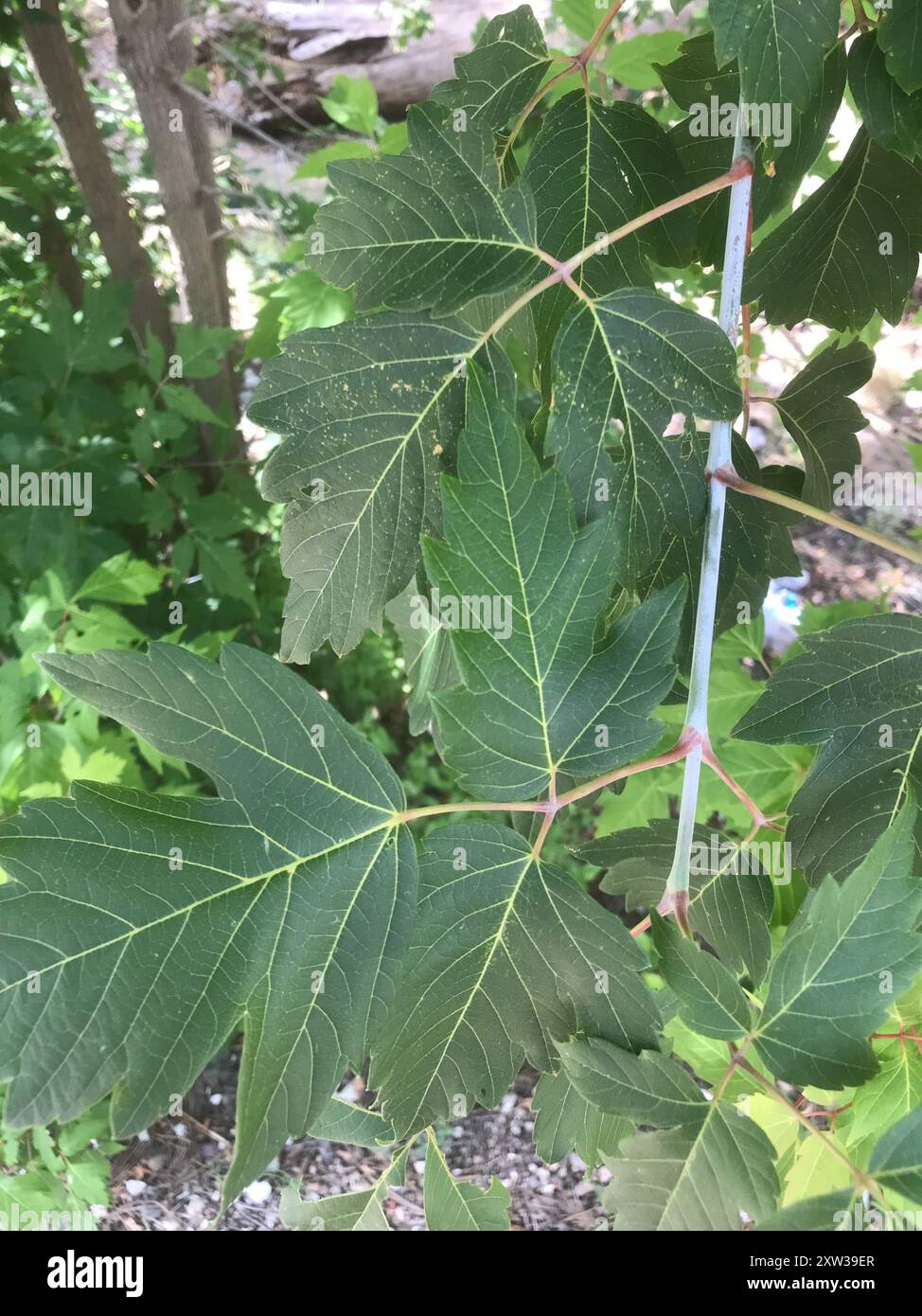 box elder (Acer negundo) Plantae Stock Photo - Alamy