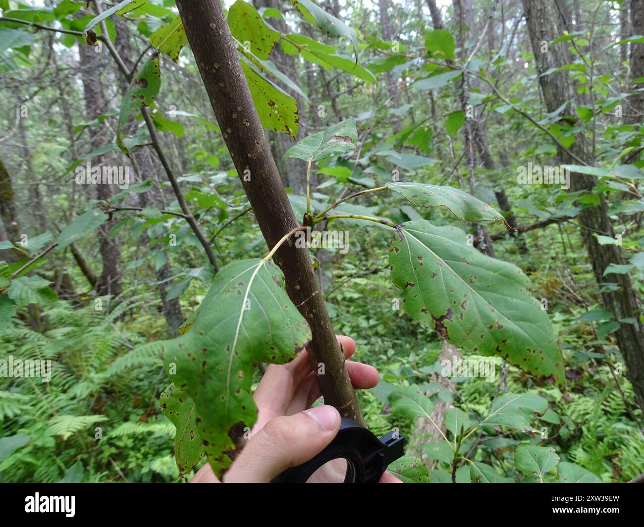 balsam poplar (Populus balsamifera) Plantae Stock Photo - Alamy