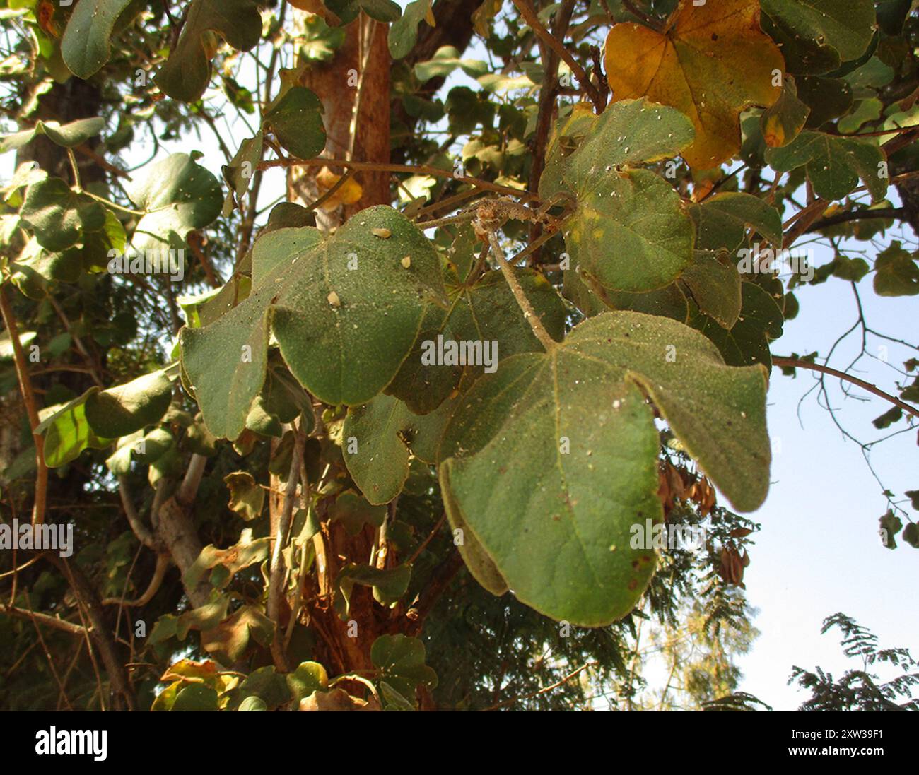 chewing gum tree (Thespesia garckeana) Plantae Stock Photo - Alamy
