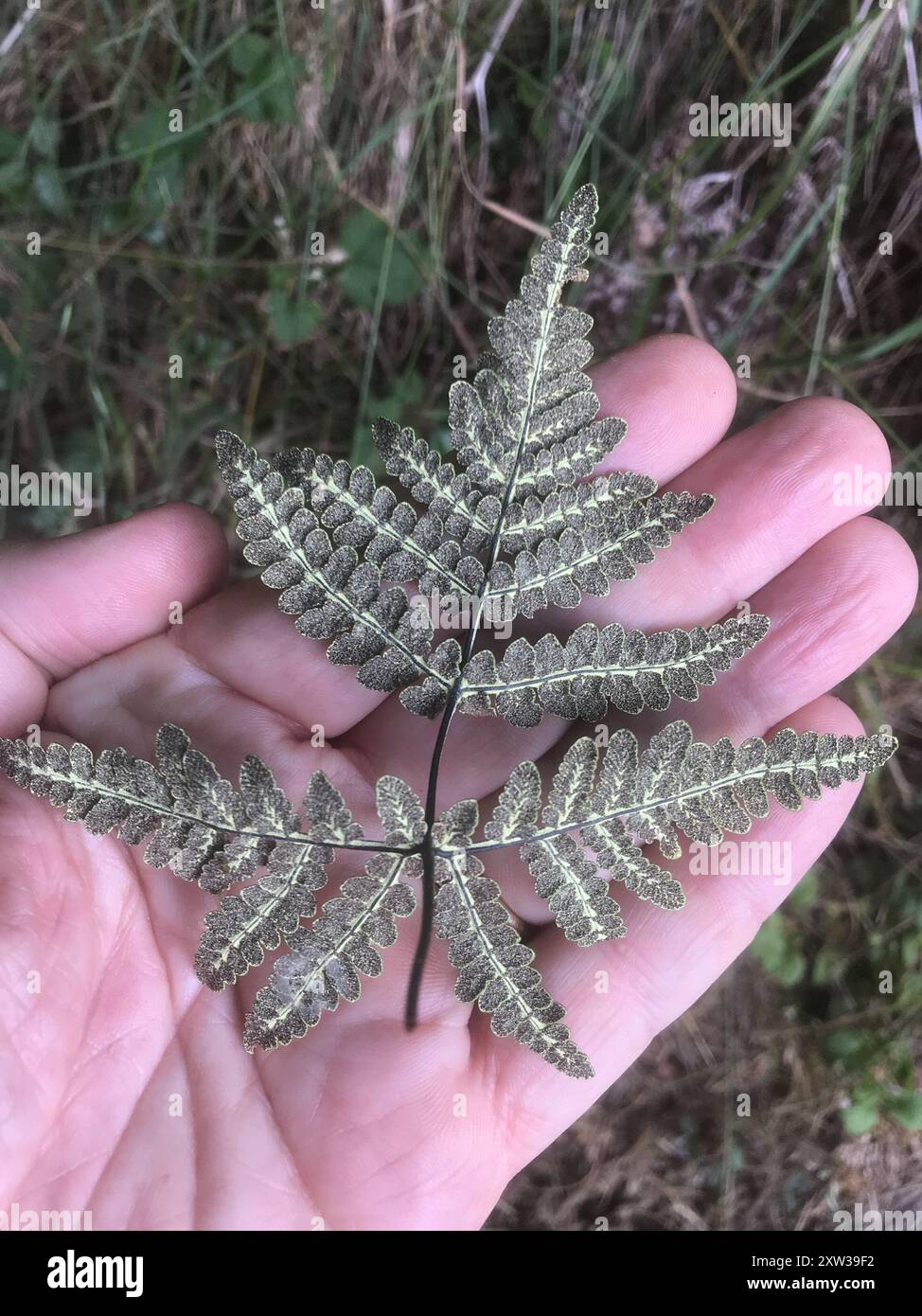 goldback fern (Pentagramma triangularis) Plantae Stock Photo - Alamy