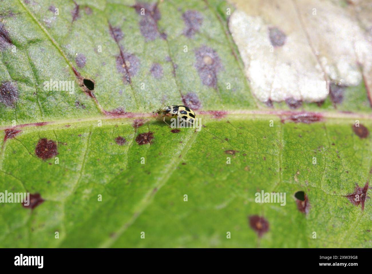 Fourteen-spotted Lady Beetle (Propylea quatuordecimpunctata) Insecta ...
