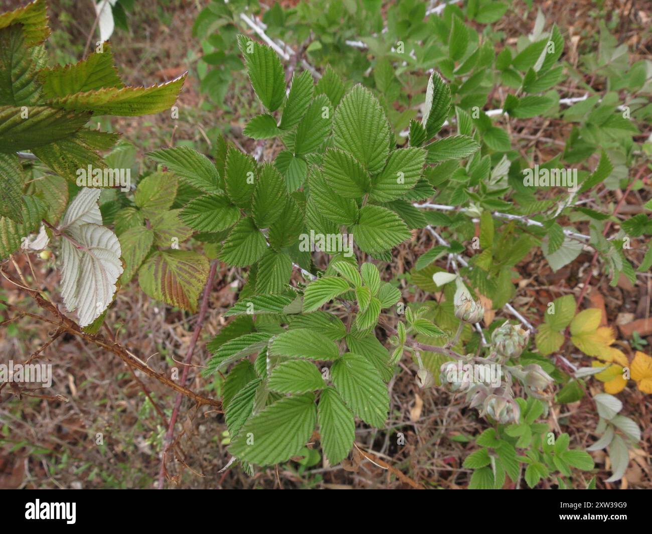 Ceylon Raspberry (Rubus niveus) Plantae Stock Photo - Alamy