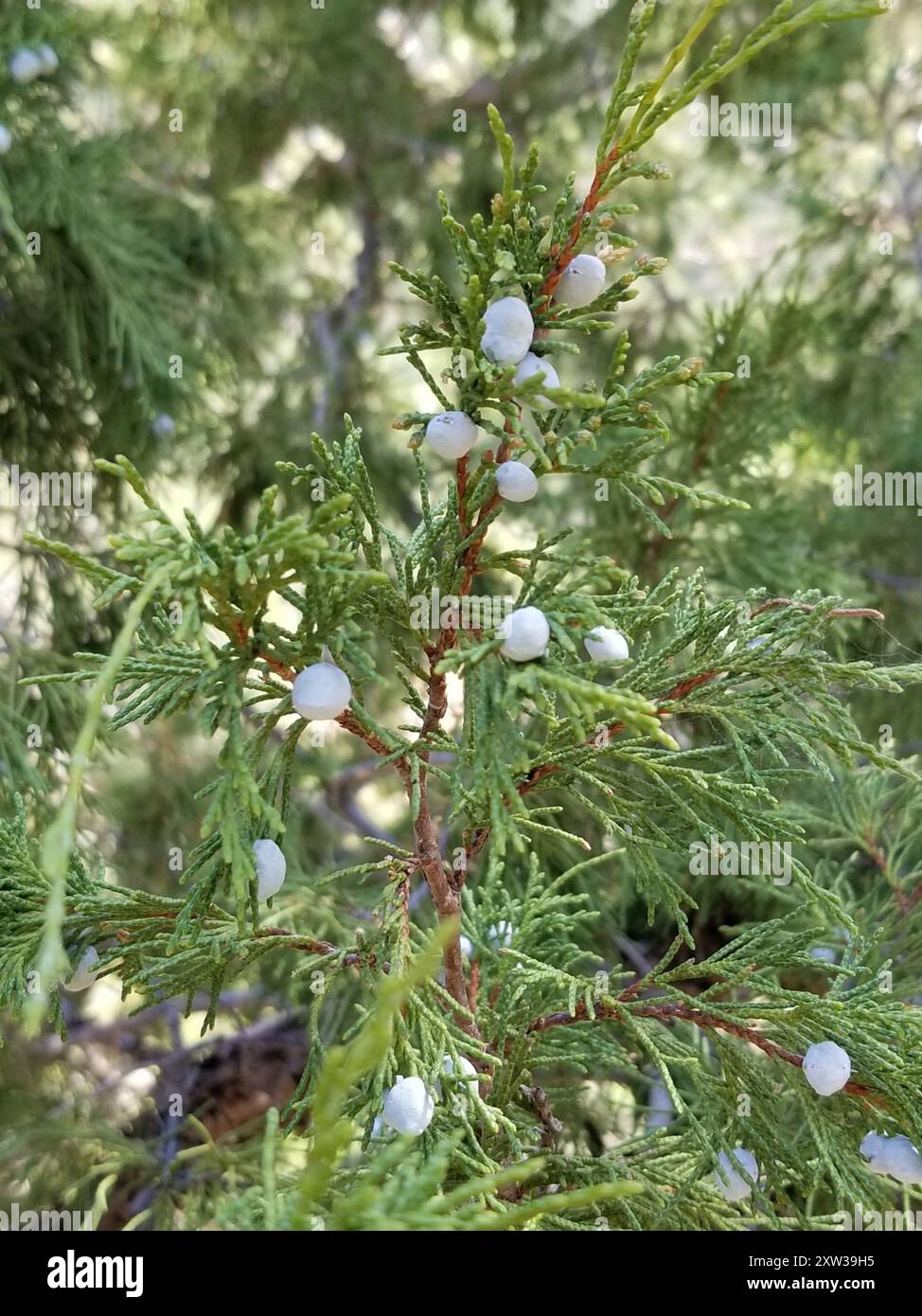 Rocky Mountain Juniper (Juniperus scopulorum) Plantae Stock Photo - Alamy