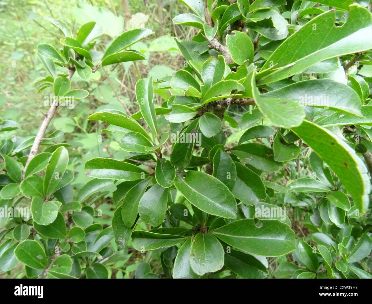 governors-plum (Flacourtia indica) Plantae Stock Photo - Alamy
