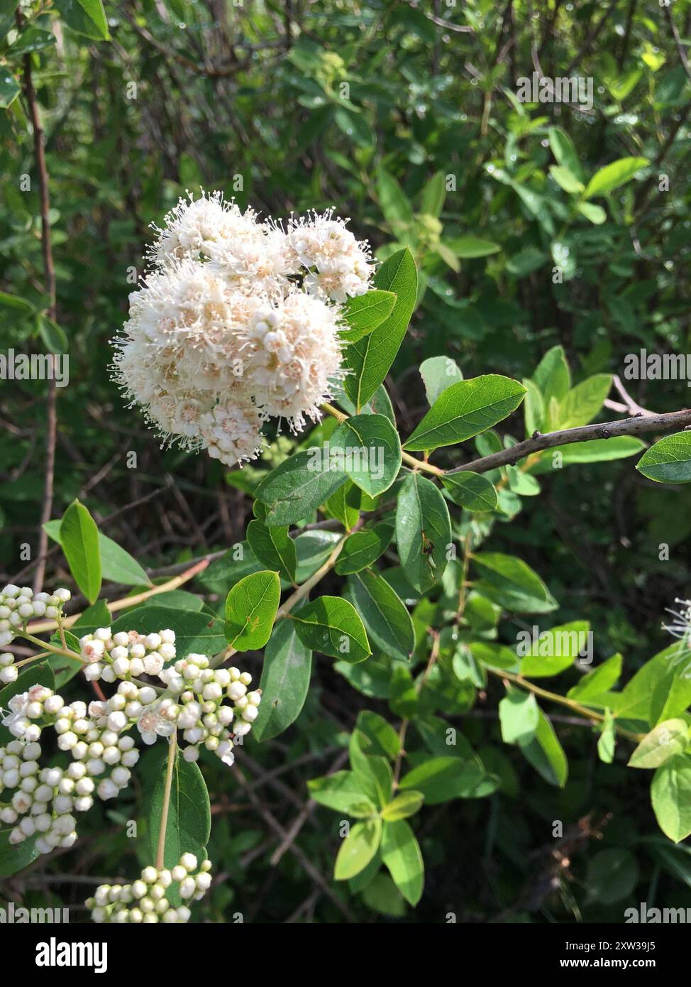 Virginia Meadowsweet (Spiraea virginiana) Plantae Stock Photo - Alamy