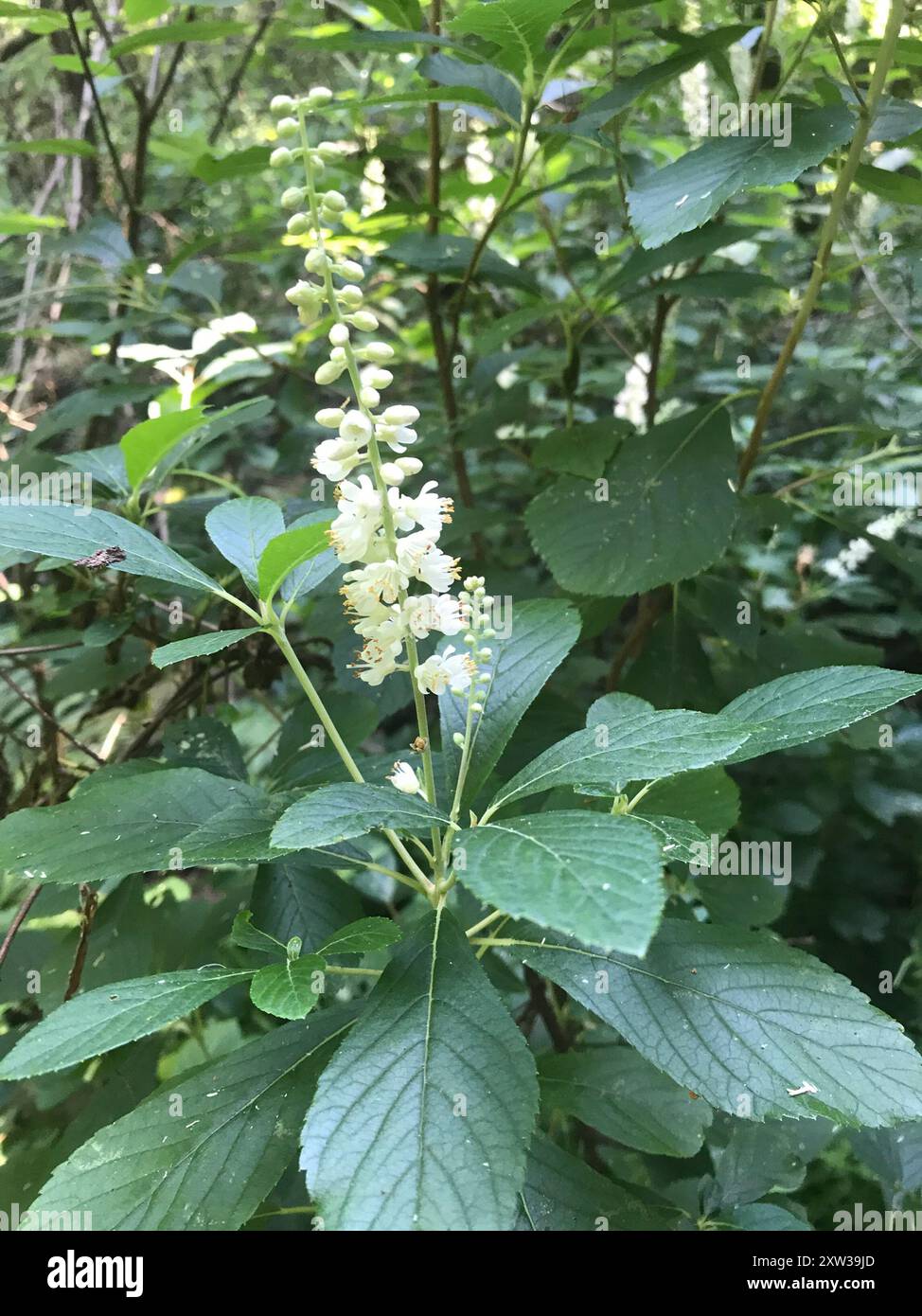 Sweet Pepperbush (Clethra alnifolia) Plantae Stock Photo - Alamy