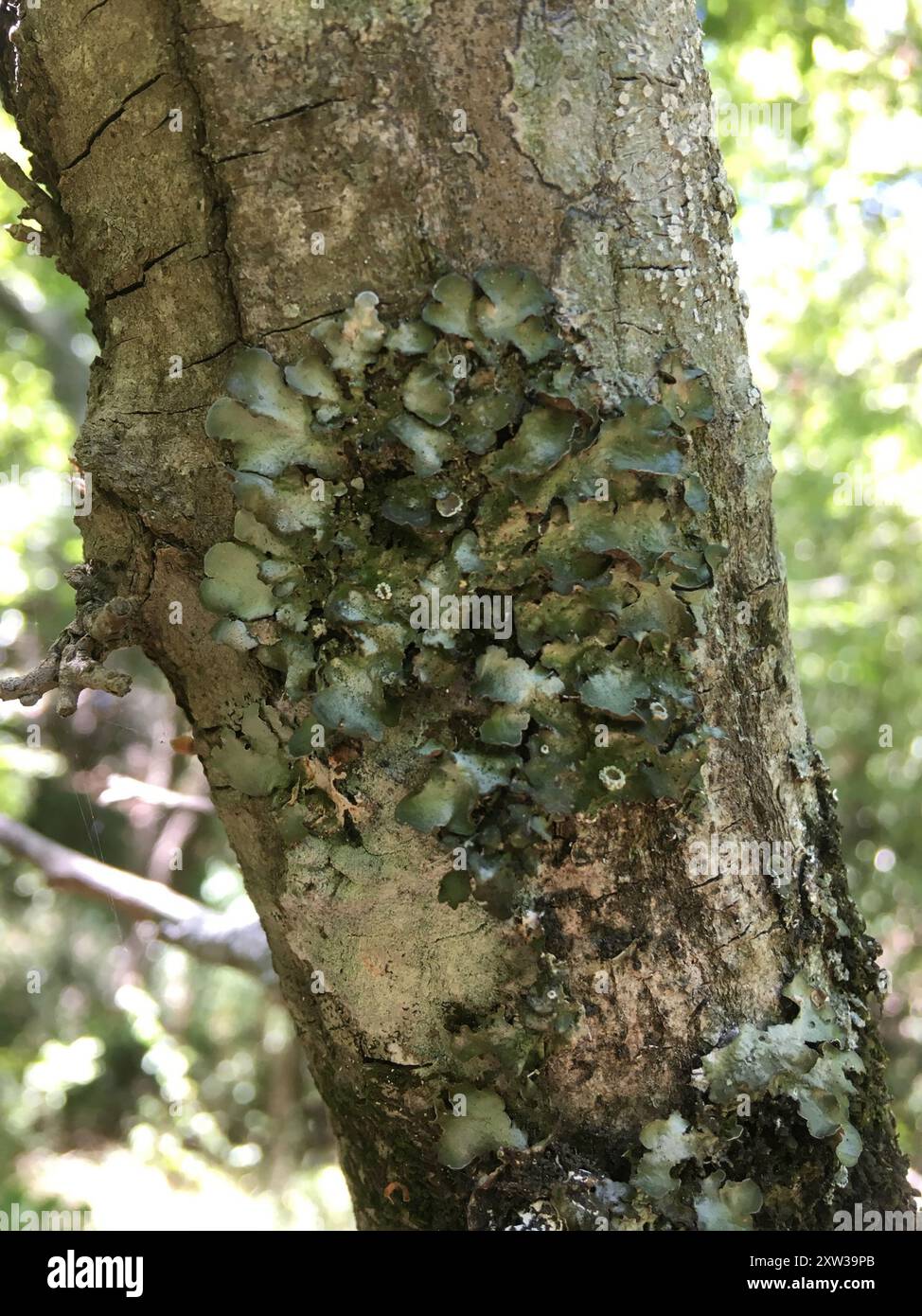 shield lichen (Parmelia sulcata) Fungi Stock Photo - Alamy
