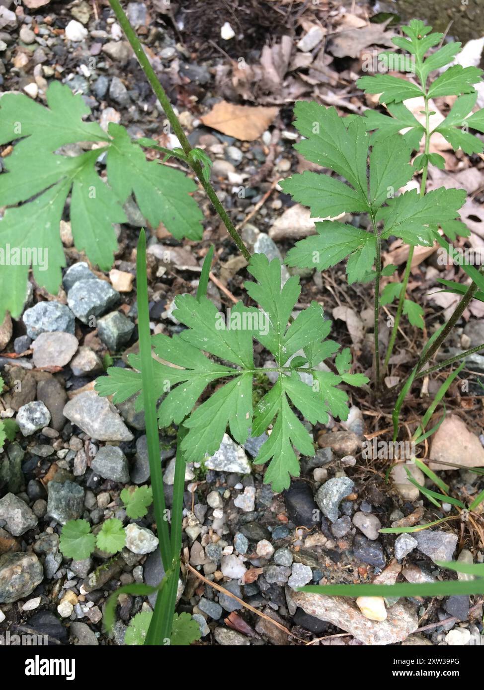 white avens (Geum canadense) Plantae Stock Photo - Alamy