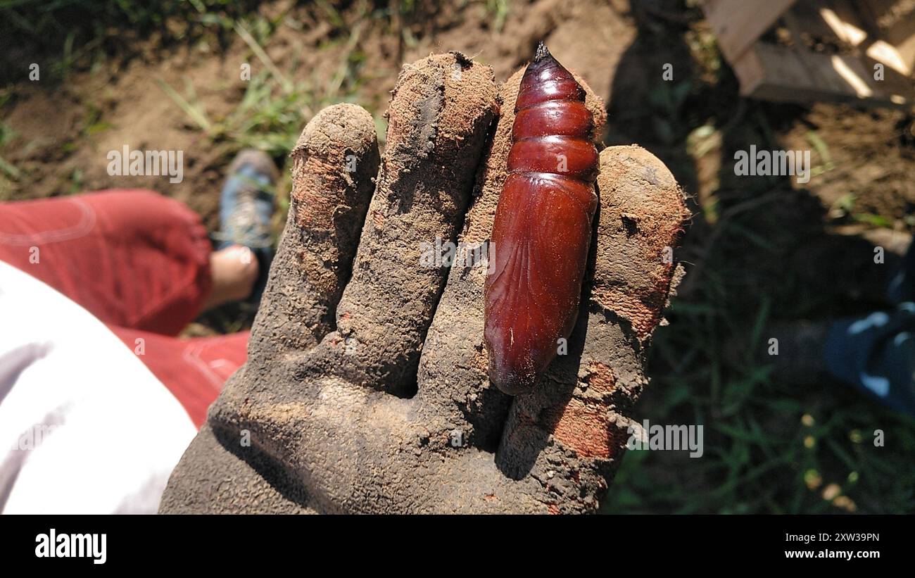 Death's Head Hawkmoth (Acherontia atropos) Insecta Stock Photo - Alamy