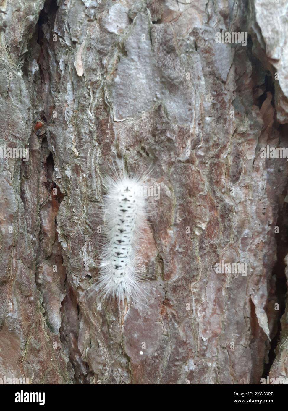 Hickory Tussock Moth (Lophocampa caryae) Insecta Stock Photo - Alamy
