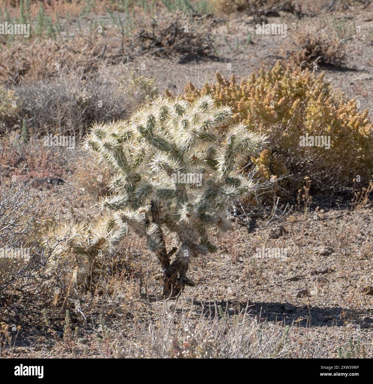 Silver Cholla (Cylindropuntia echinocarpa) Plantae Stock Photo - Alamy