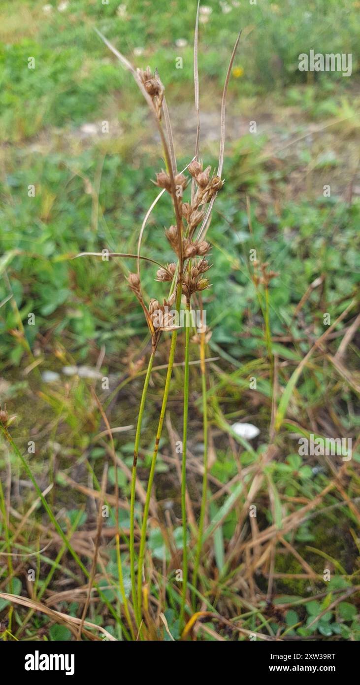 Slender Path Rush (Juncus tenuis) Plantae Stock Photo - Alamy