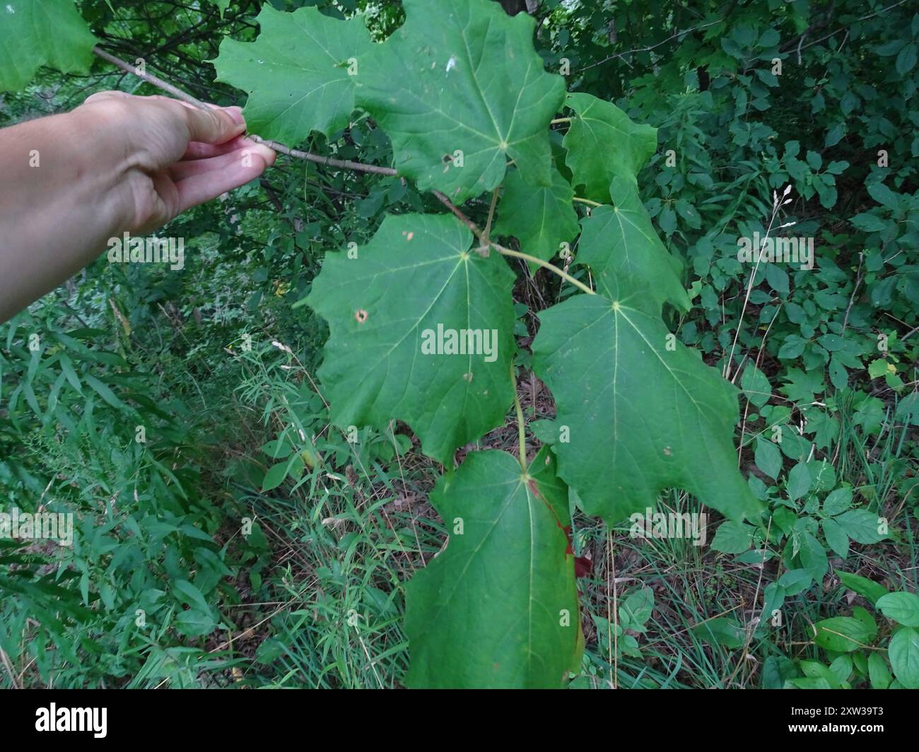 black maple (Acer nigrum) Plantae Stock Photo - Alamy