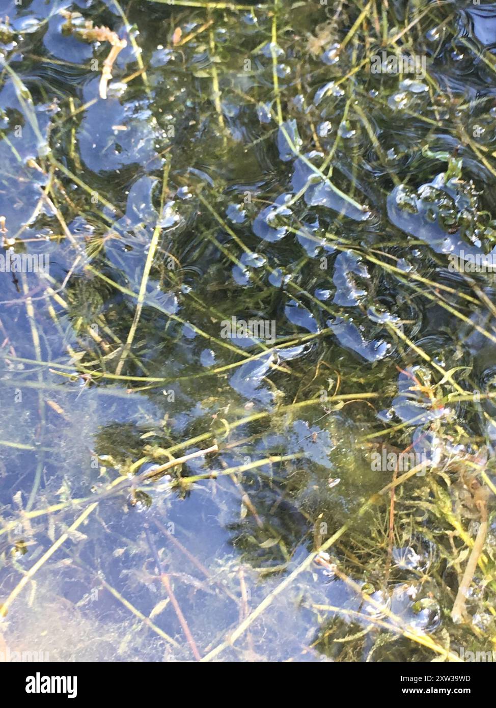 coontail (Ceratophyllum demersum) Plantae Stock Photo - Alamy