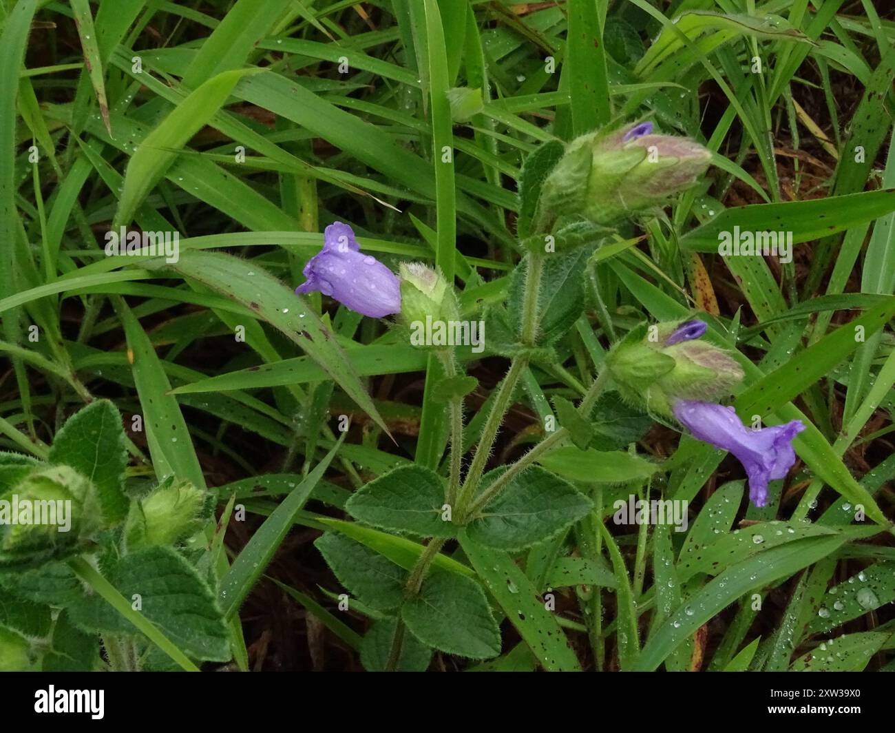 flowering plants (Angiospermae) Plantae Stock Photo - Alamy