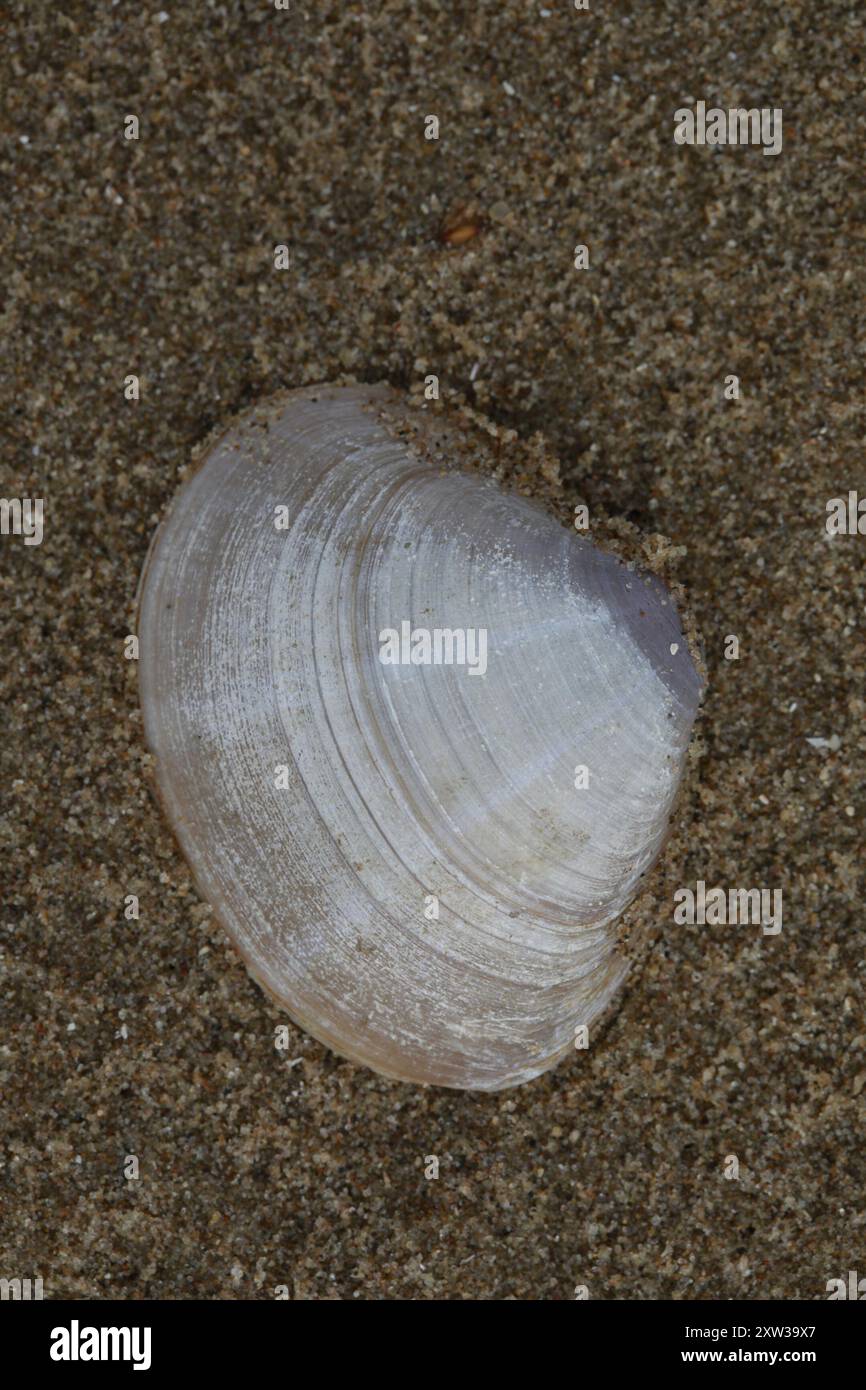 Rayed trough shell hi-res stock photography and images - Alamy