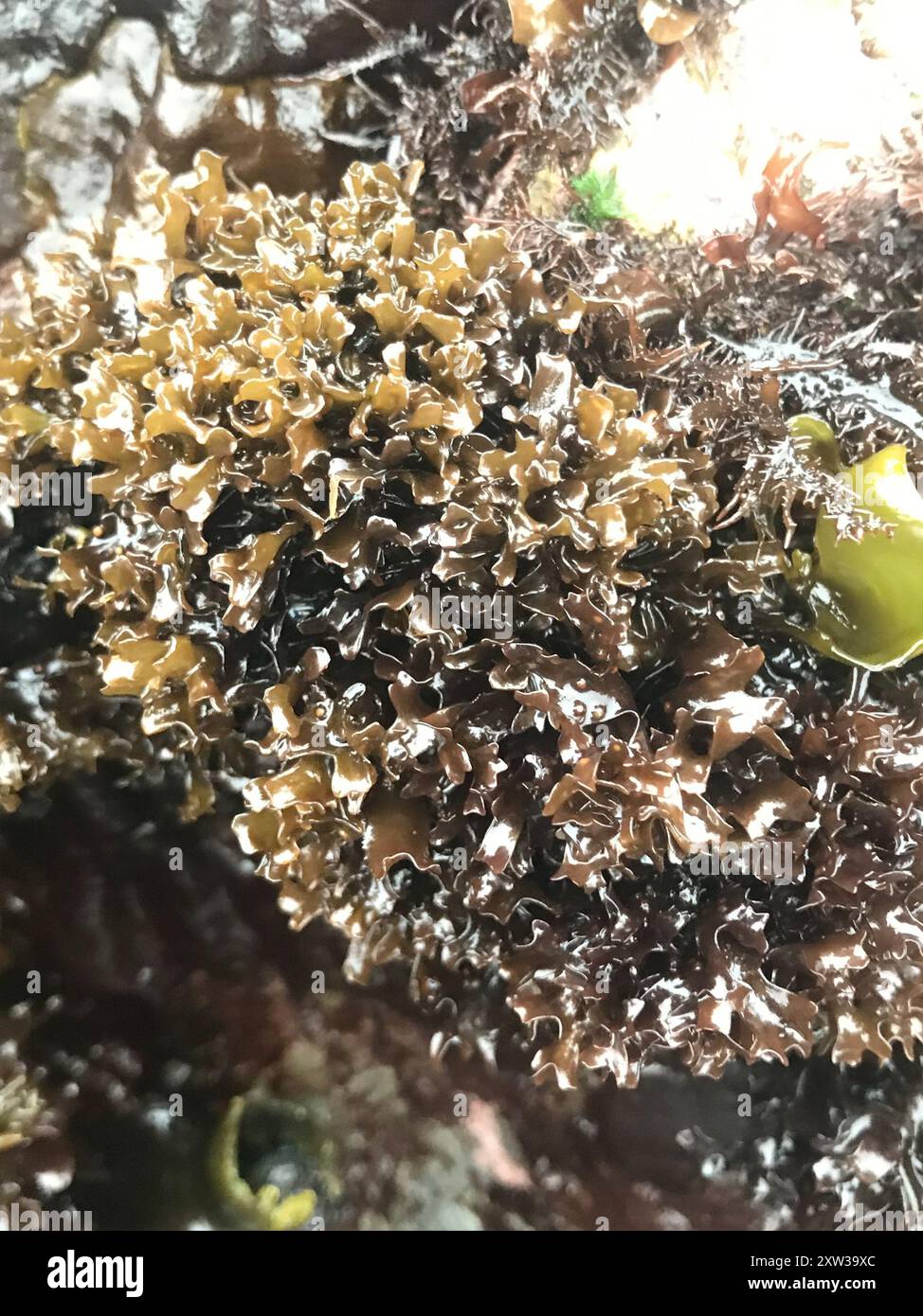 Iridescent Algae (Mazzaella) Plantae Stock Photo - Alamy