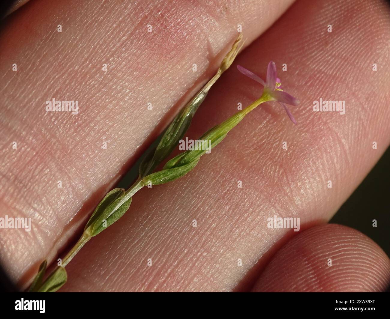 Lesser Centaury (Centaurium pulchellum) Plantae Stock Photo - Alamy