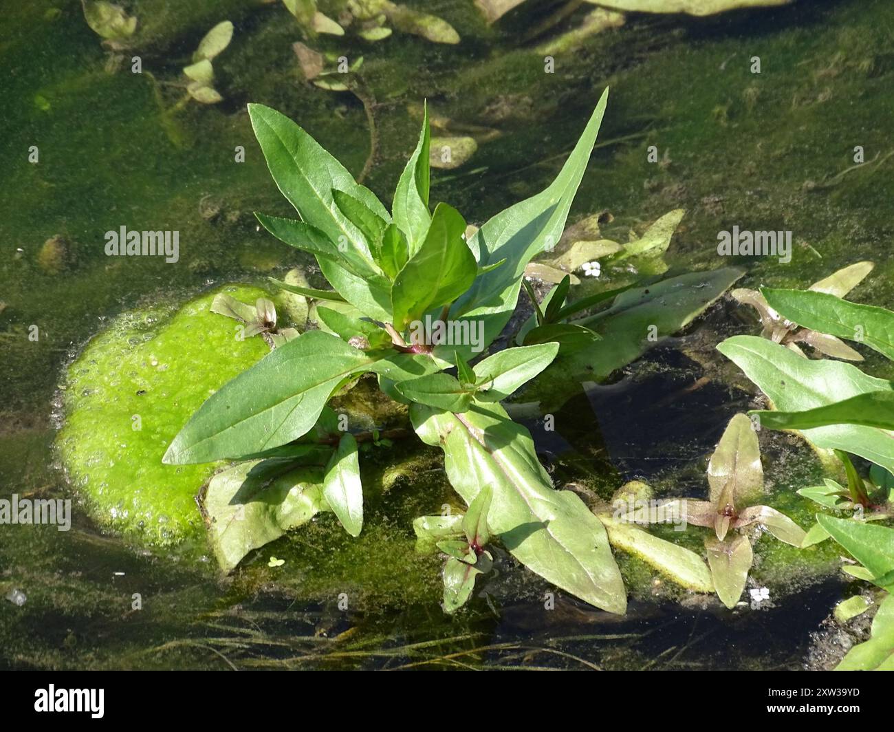 blue water-speedwell (Veronica anagallis-aquatica) Plantae Stock Photo ...