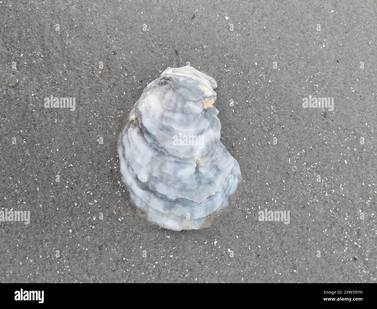 Eastern Oyster (Crassostrea virginica) Mollusca Stock Photo - Alamy
