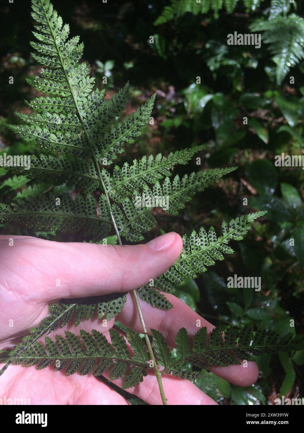 spinulose wood fern (Dryopteris carthusiana) Plantae Stock Photo - Alamy