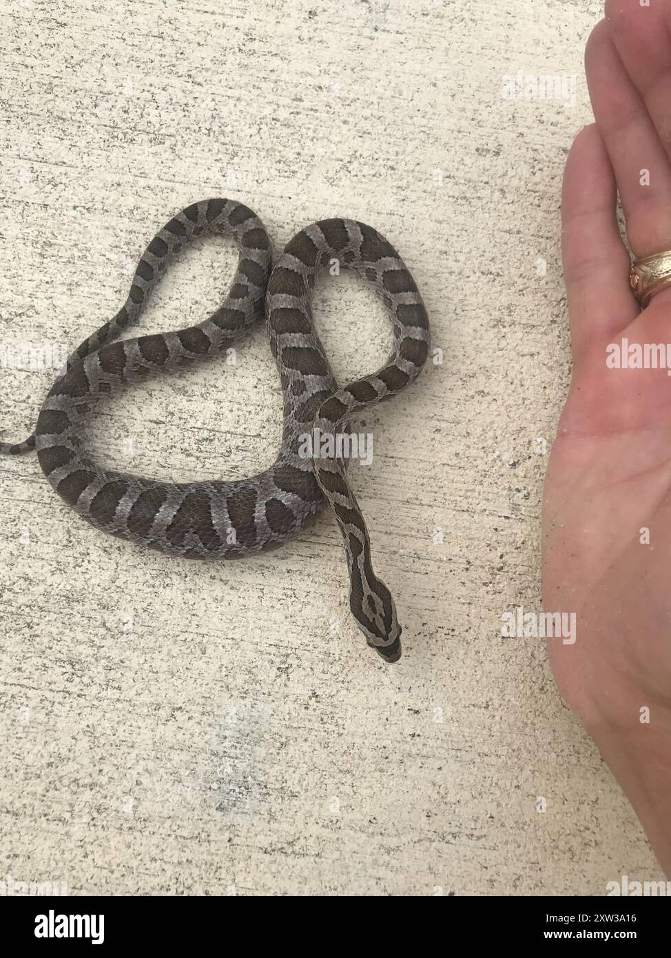 Great Plains Ratsnake (Pantherophis emoryi) Reptilia Stock Photo - Alamy