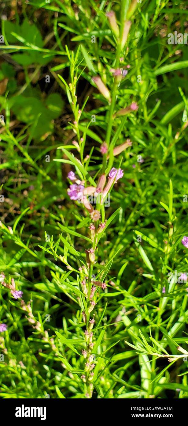 California loosestrife (Lythrum californicum) Plantae Stock Photo - Alamy