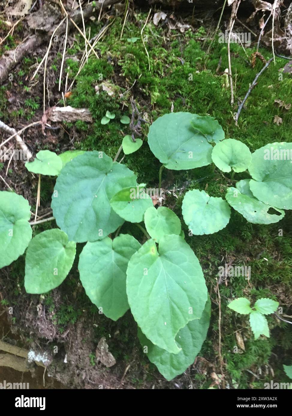 Round-leaved Violet (Viola rotundifolia) Plantae Stock Photo - Alamy