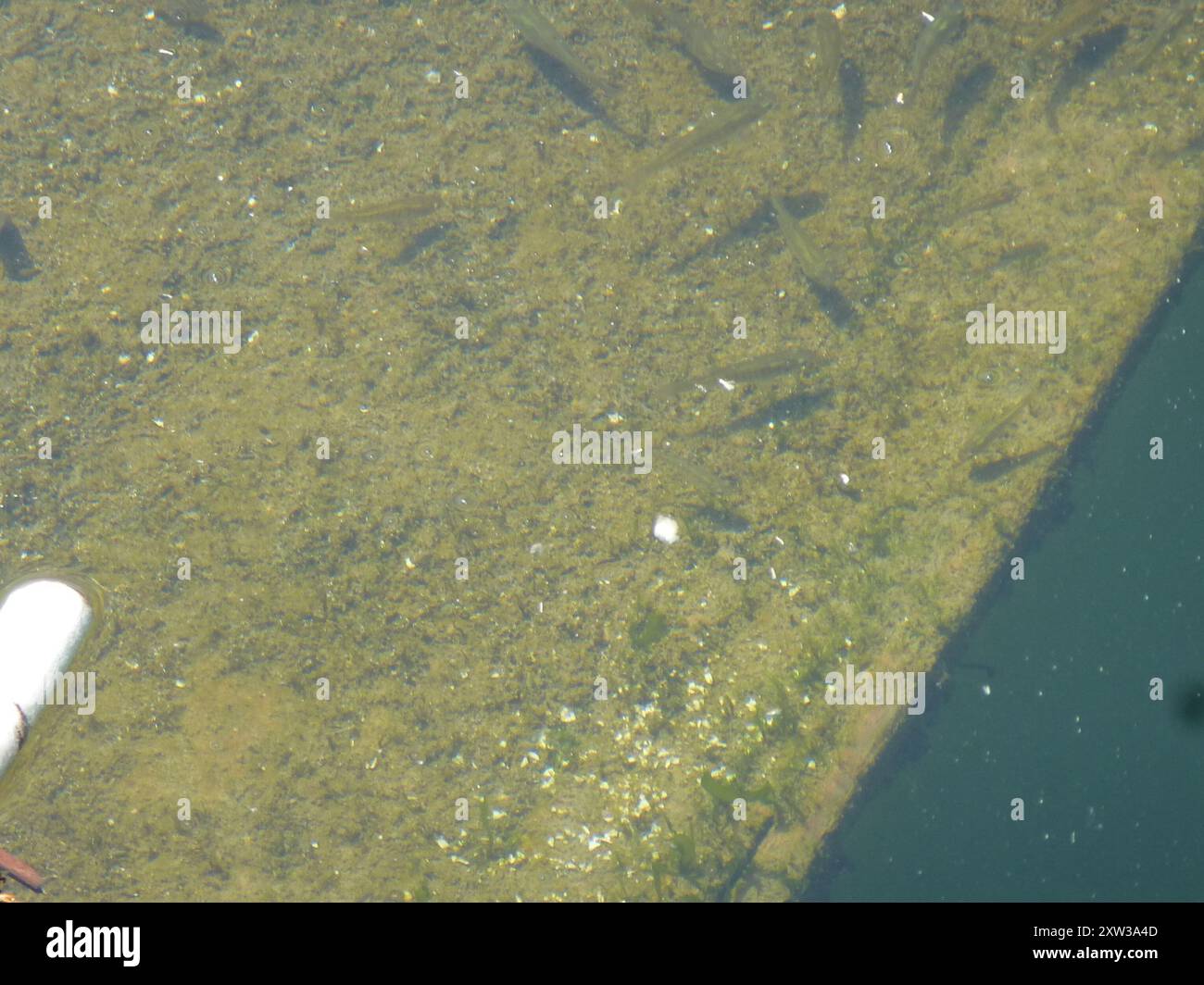 Typical Killifishes (Fundulus) Actinopterygii Stock Photo - Alamy