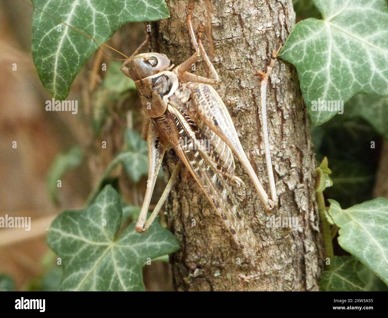 White-faced Bush-cricket (Decticus albifrons) Insecta Stock Photo - Alamy
