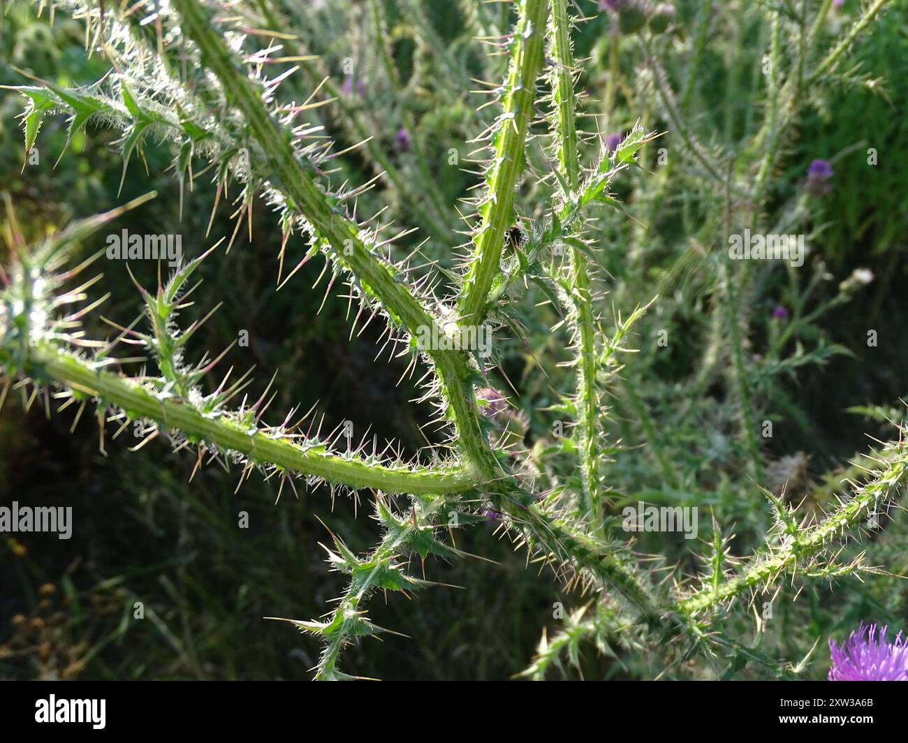 Broad-winged Thistle (Carduus acanthoides) Plantae Stock Photo - Alamy