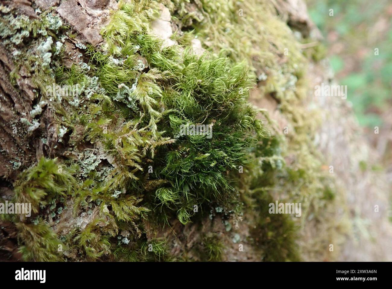 Fragile Fork-moss (Dicranum tauricum) Plantae Stock Photo - Alamy