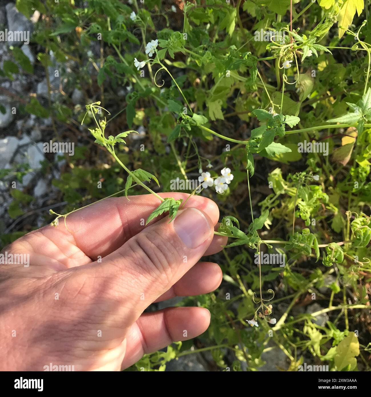 Lesser Balloon Vine (Cardiospermum halicacabum) Plantae Stock Photo - Alamy