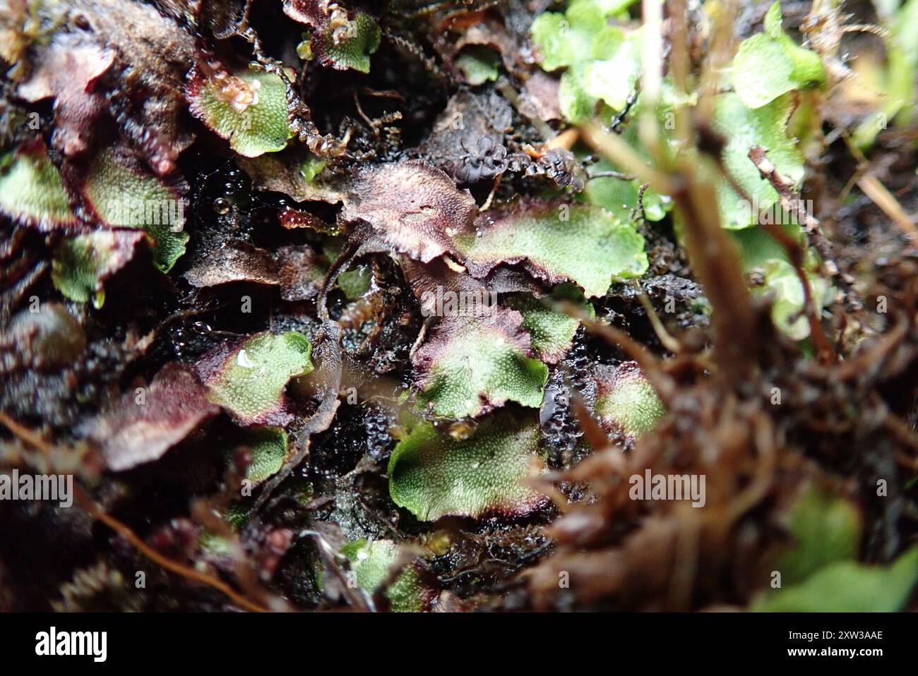 Narrow Mushroom-headed Liverwort (Marchantia quadrata) Plantae Stock ...