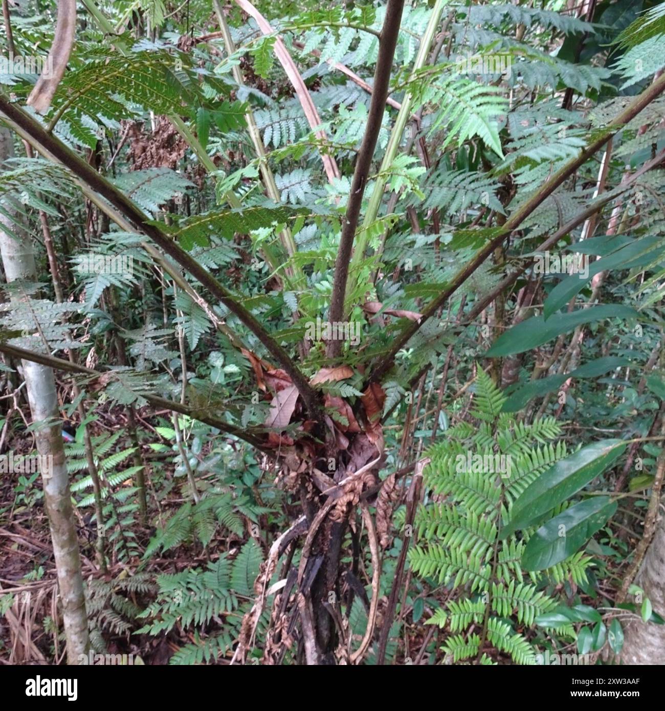 scaly tree ferns (Cyathea) Plantae Stock Photo - Alamy