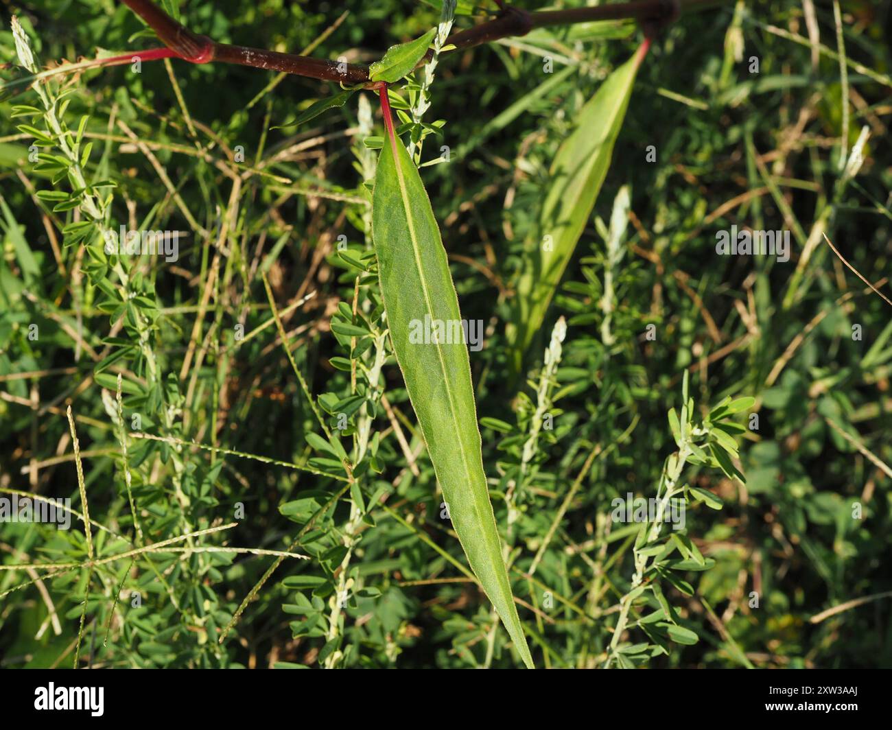 pale smartweed (Persicaria lapathifolia) Plantae Stock Photo - Alamy
