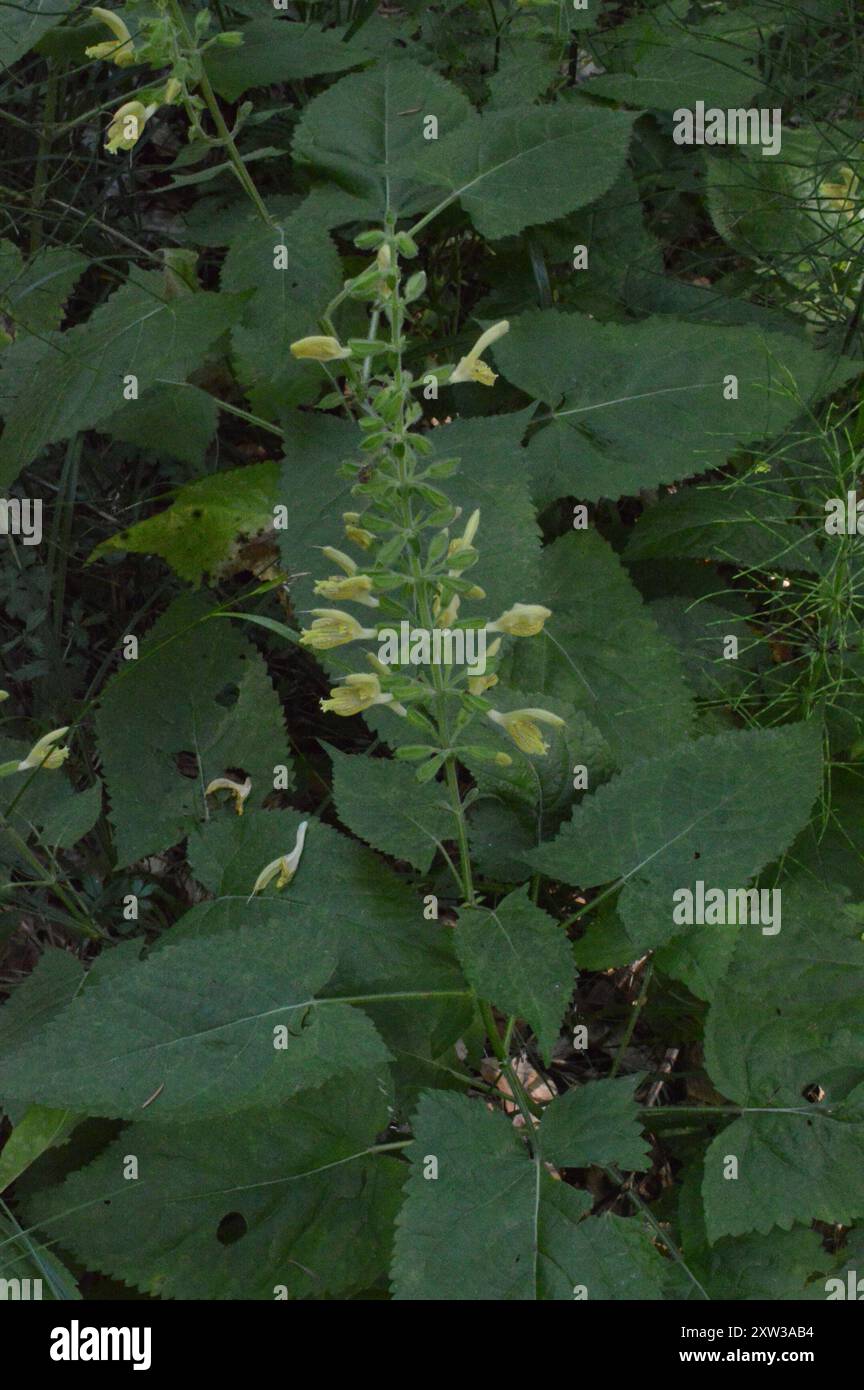 Sticky Sage (Salvia glutinosa) Plantae Stock Photo - Alamy