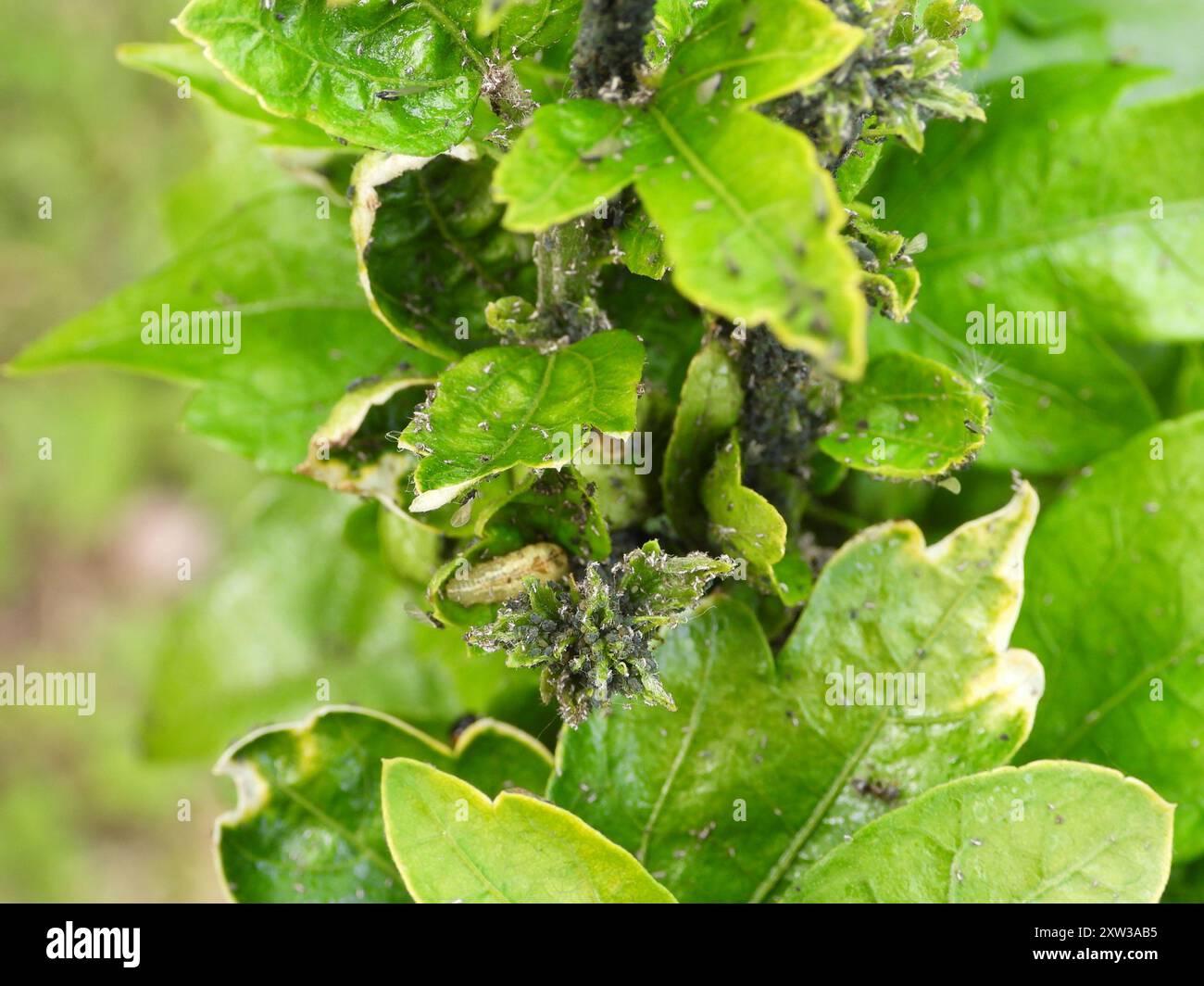 Common Flower Flies (Syrphus) Insecta Stock Photo - Alamy