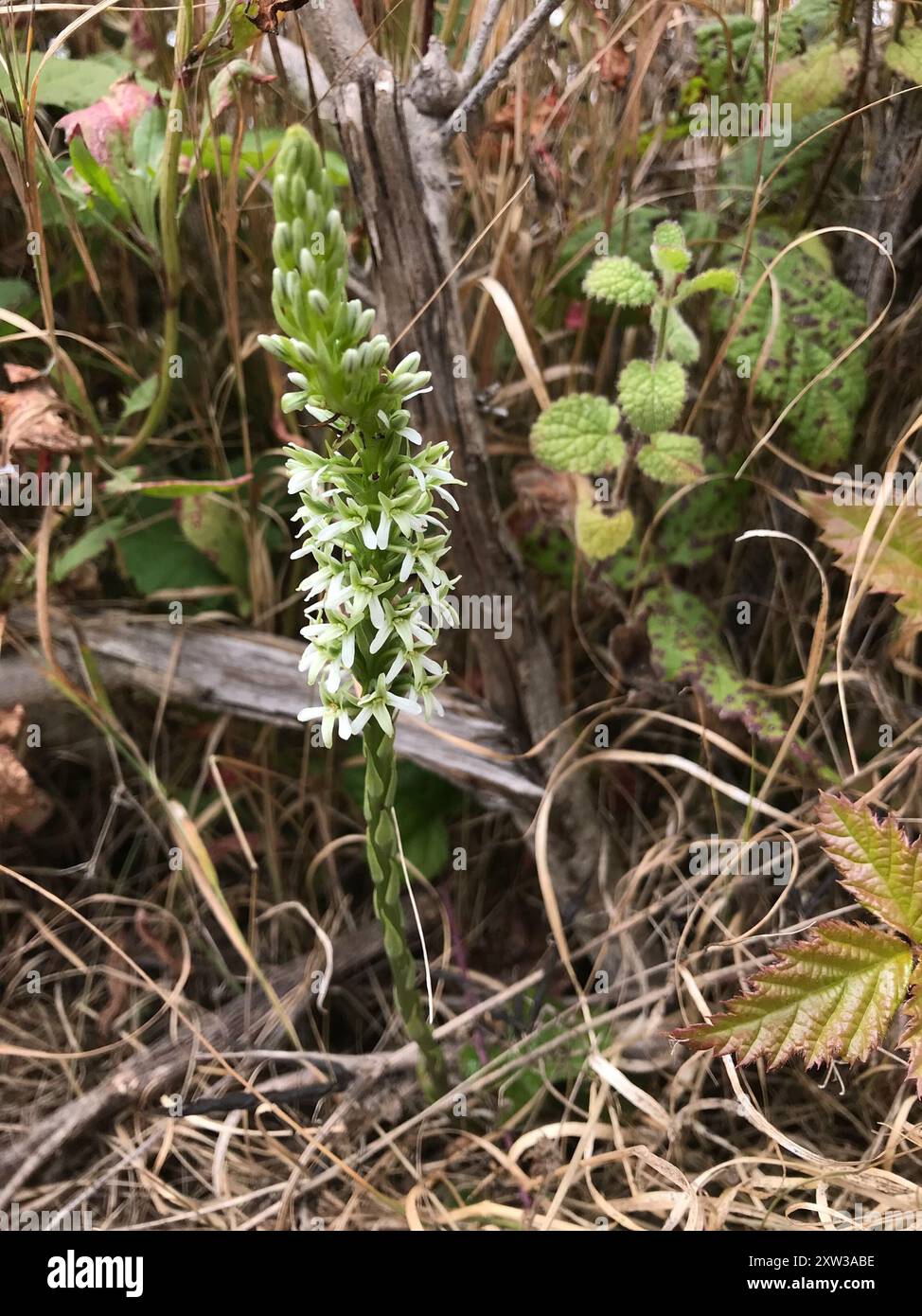 elegant piperia (Platanthera elegans elegans) Plantae Stock Photo - Alamy