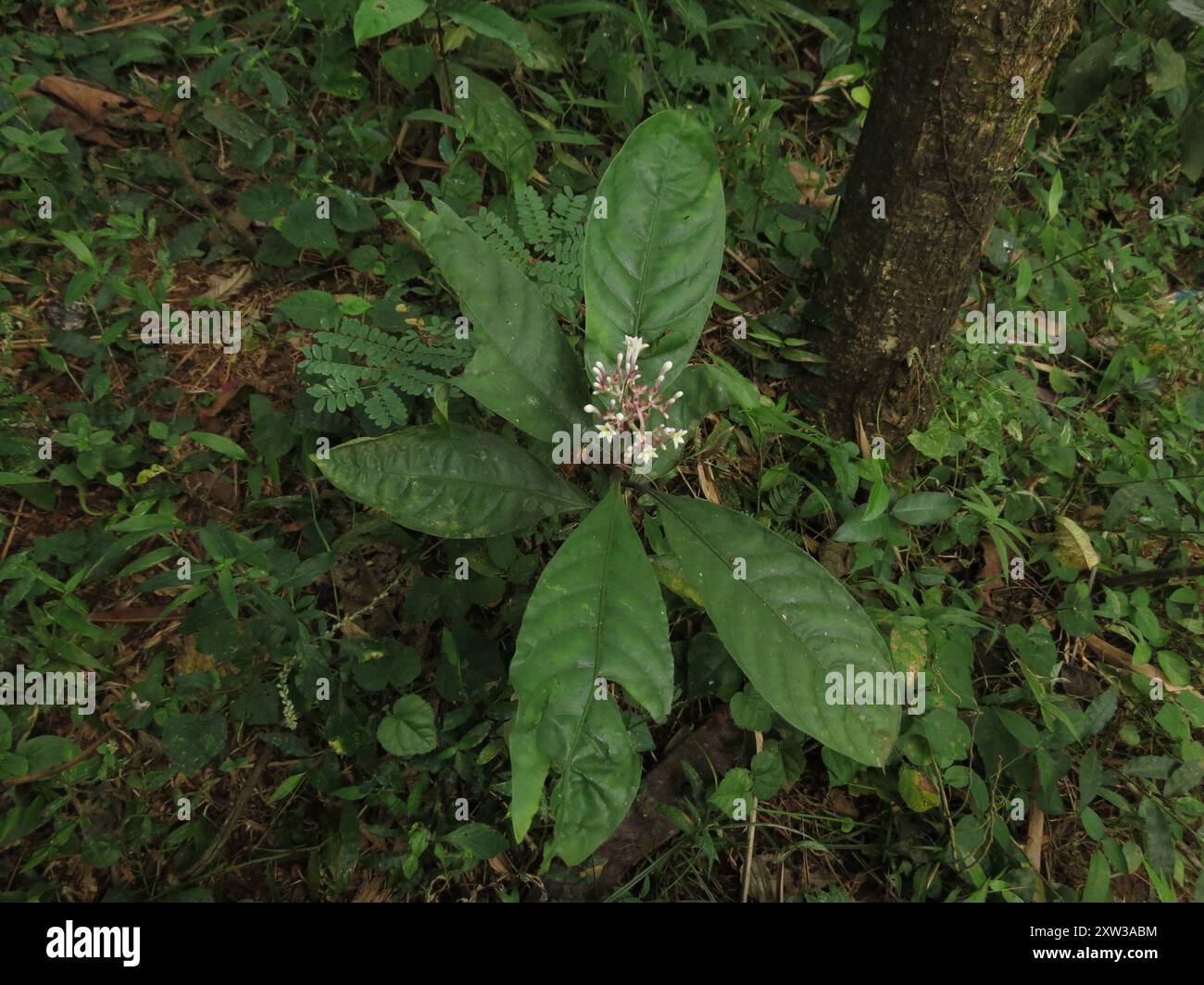 Curved Flower Woody Chassalia (Chassalia curviflora) Plantae Stock ...